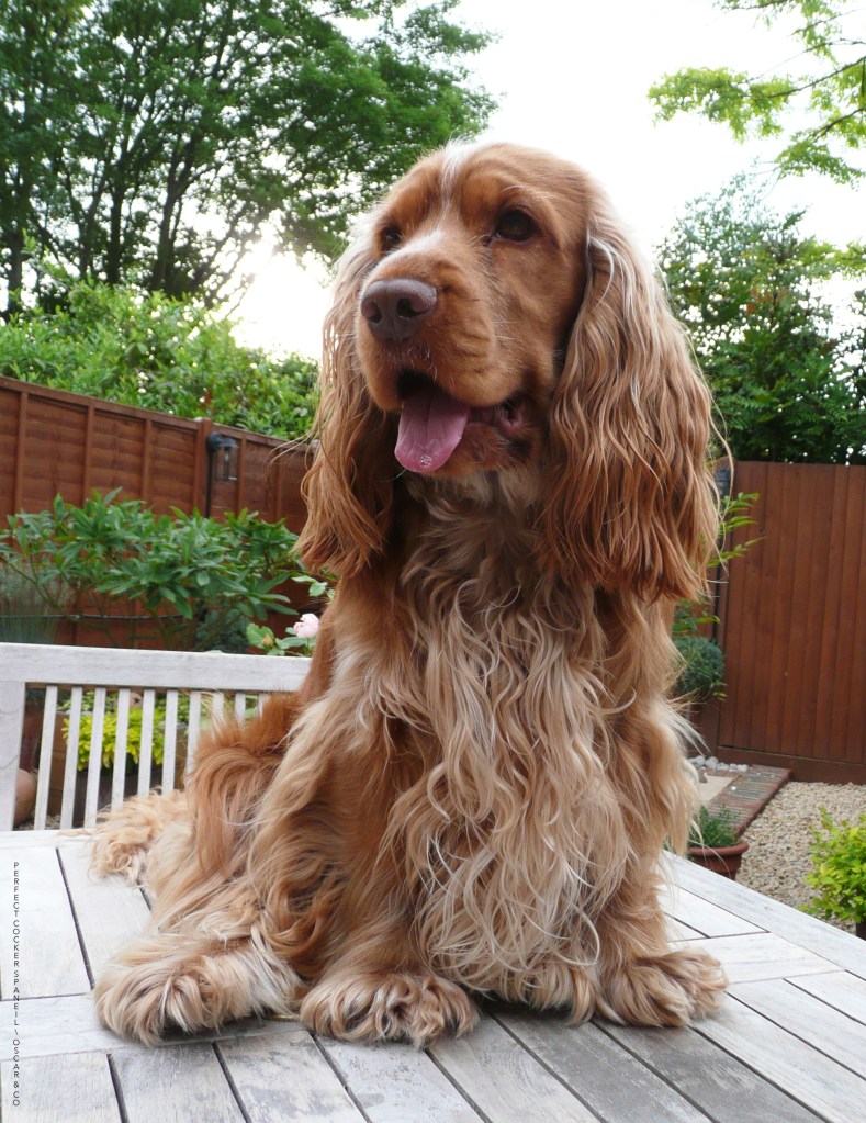 Oscar | PERFECT COCKER SPANIEL