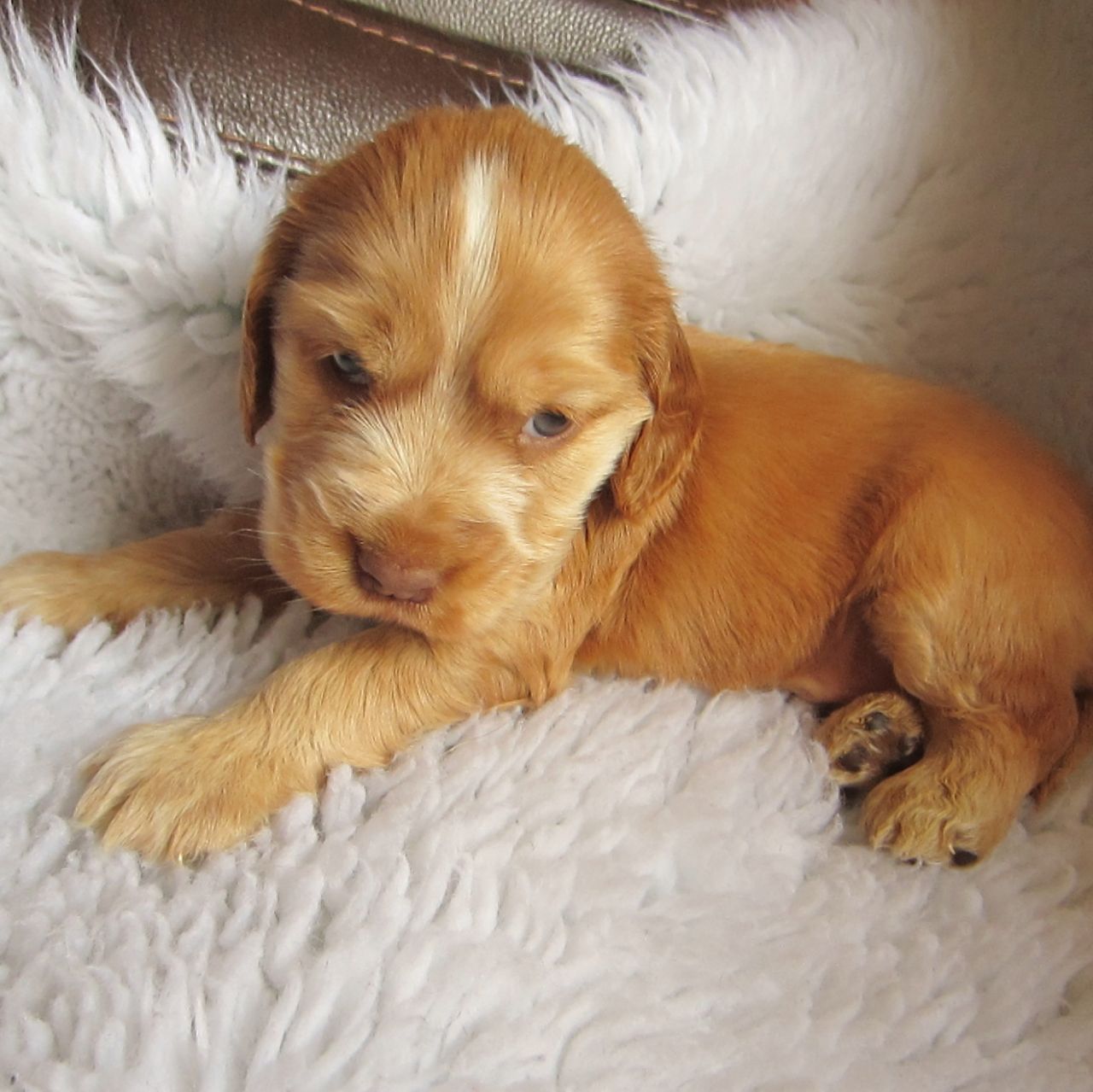 I found him | PERFECT COCKER SPANIEL