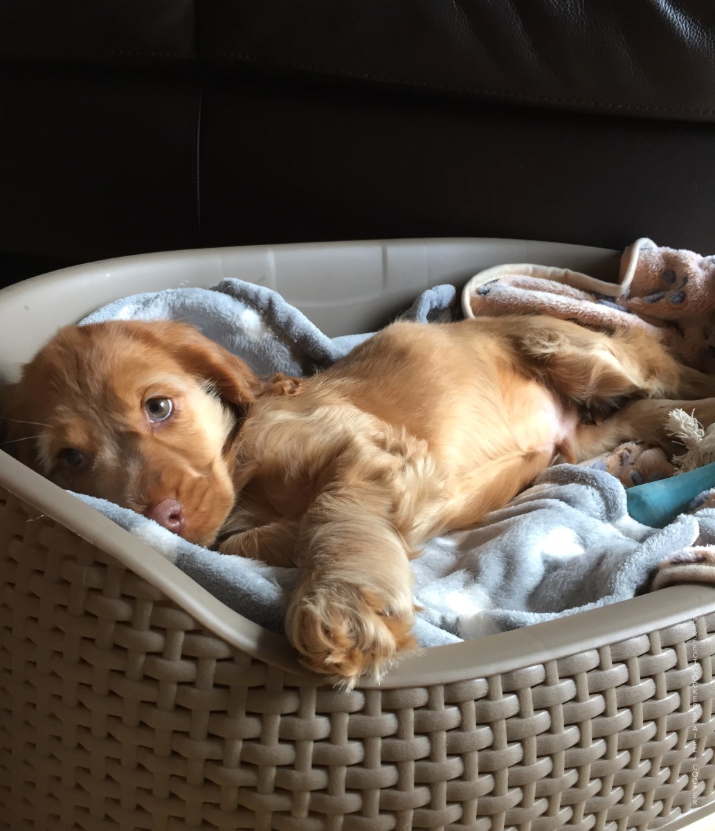 First 48 hours with Cooper spaniel | PERFECT COCKER SPANIEL