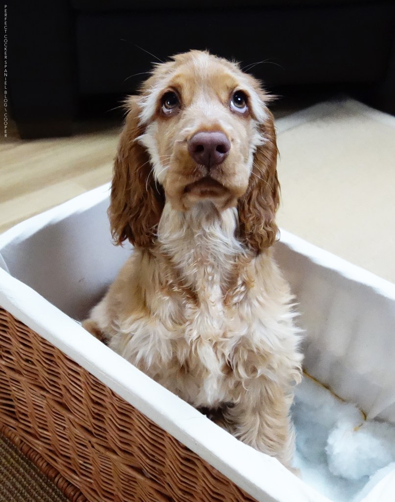 Cooper is 4 months old: puppy updates & plans | PERFECT COCKER SPANIEL