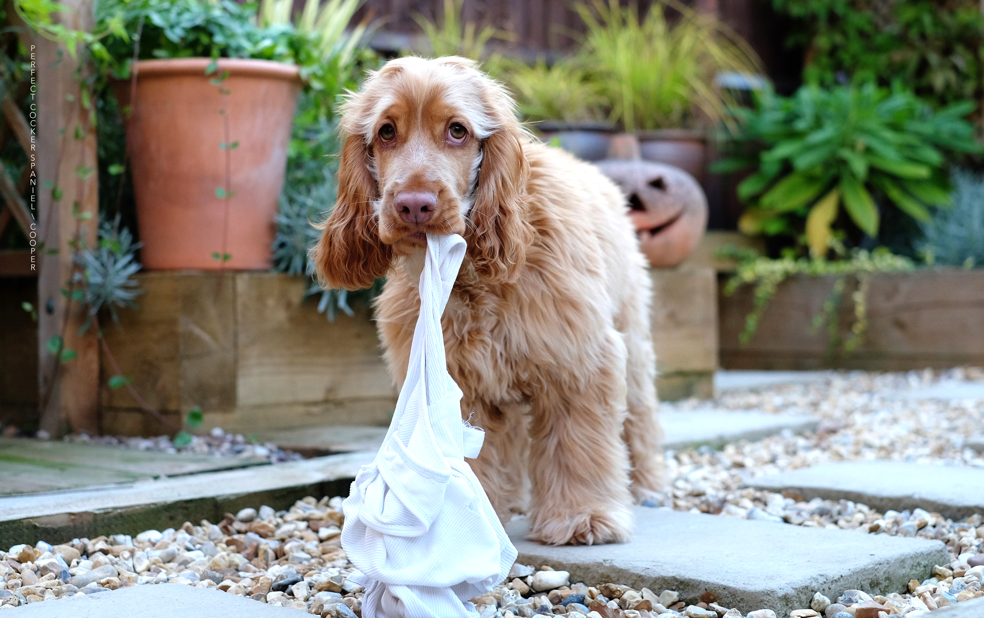 P1 | PERFECT COCKER SPANIEL
