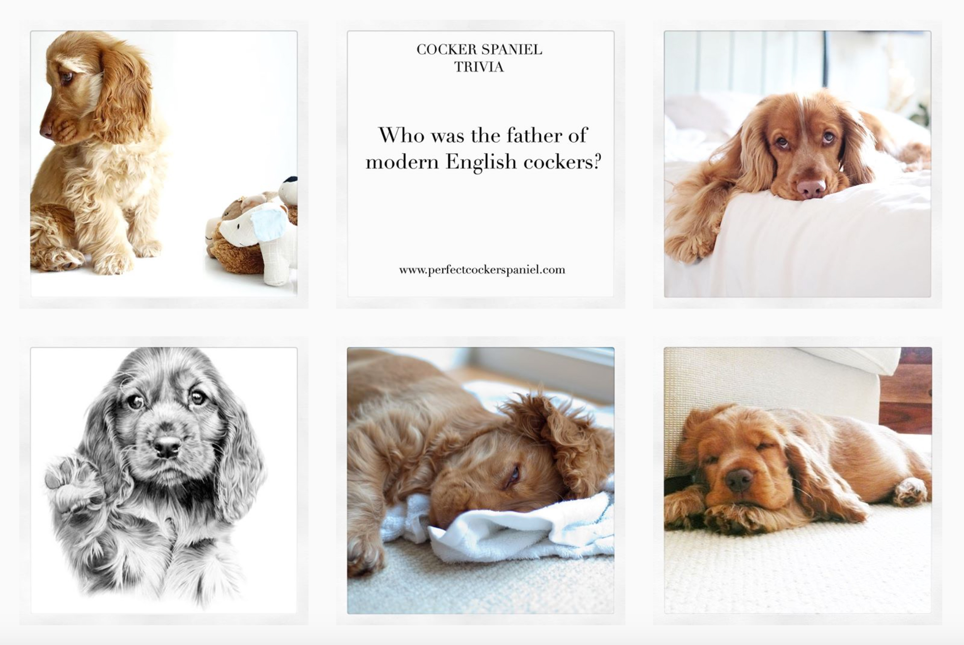 Join us on Instagram | PERFECT COCKER SPANIEL