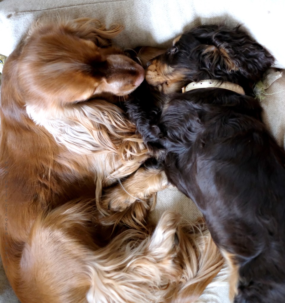 Just these two | Welcoming a second dog | PERFECT COCKER SPANIEL