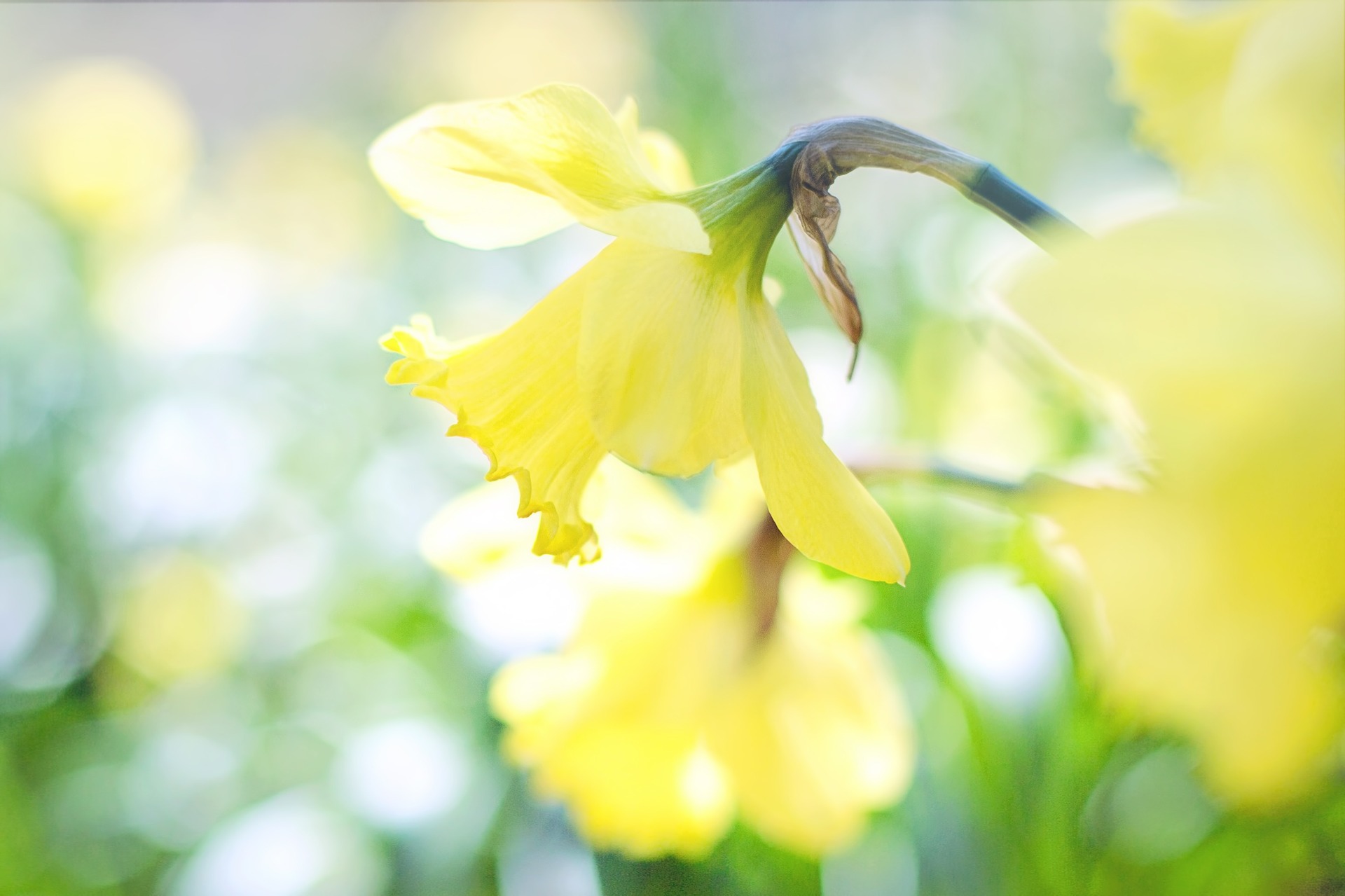Spring plants that are toxic to dogs | PERFECT COCKER SPANIEL