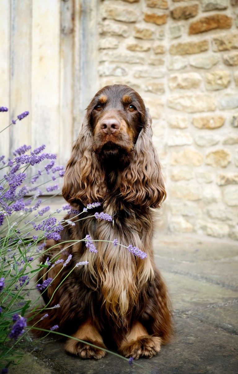 How to groom an English cocker spaniel | PERFECT COCKER SPANIEL