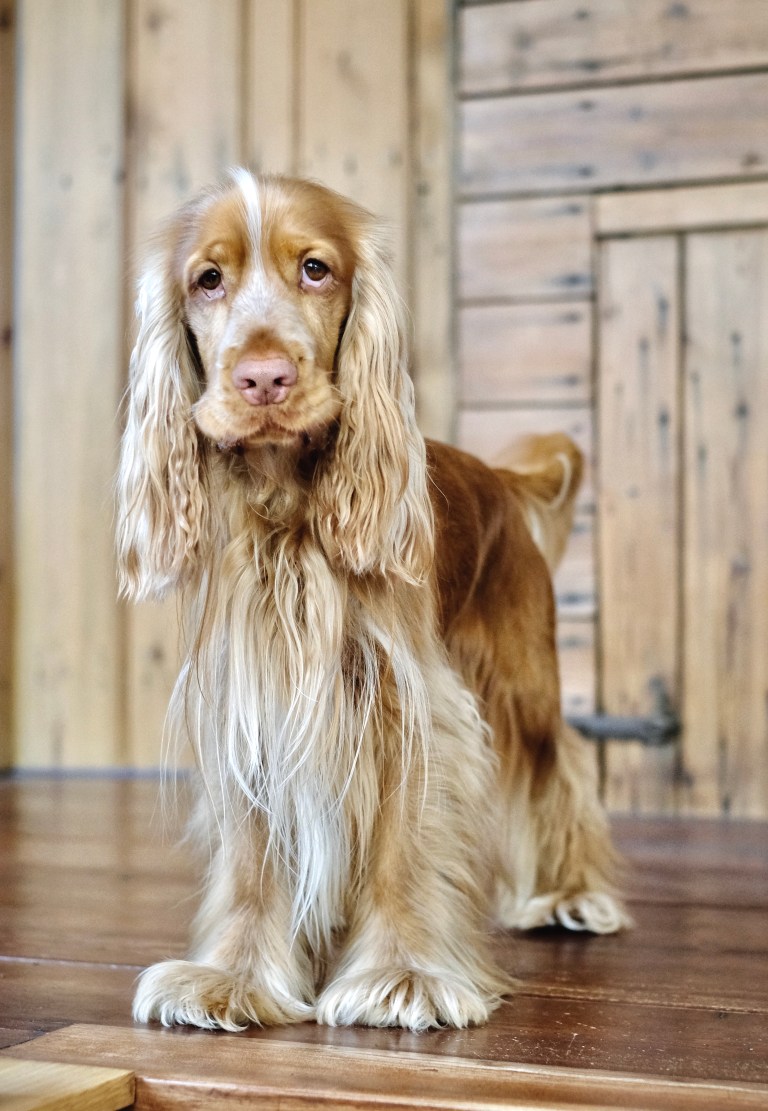 Q&A | What is a sable colour in English cocker spaniels? | PERFECT ...