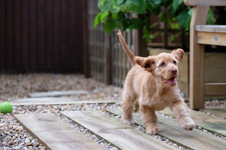 Q&A | What is the difference between working and show cocker spaniel ...