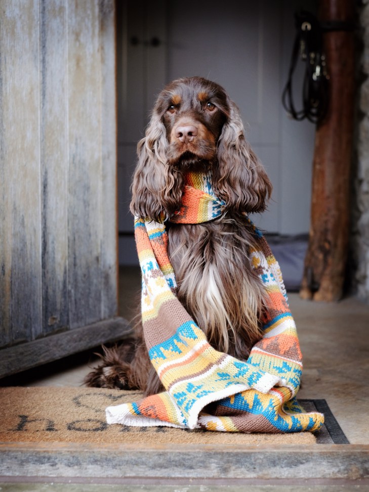 Fred. In a scarf. | PERFECT COCKER SPANIEL