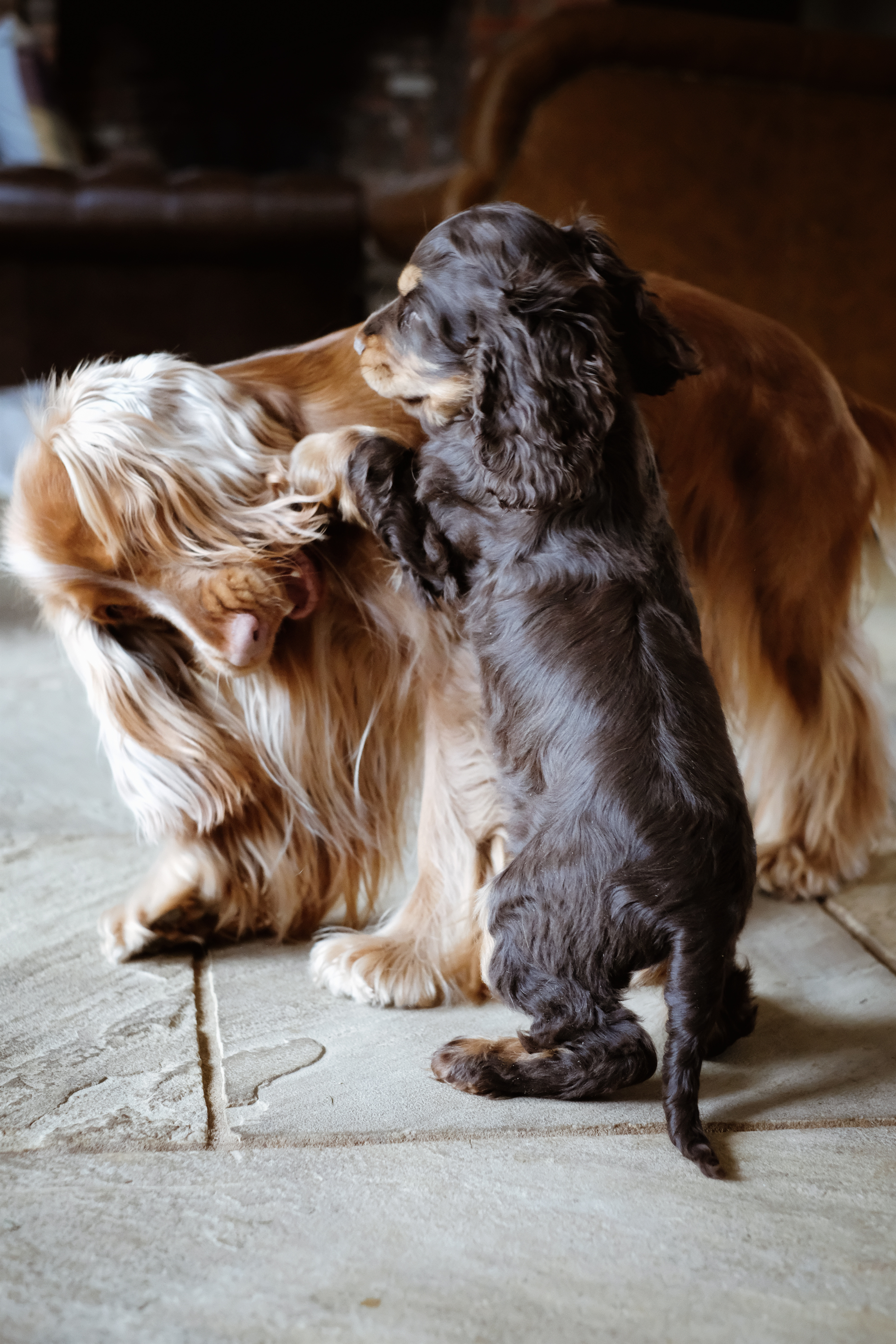 I am all ears! | Preventing ear problems in English cocker spaniels ...